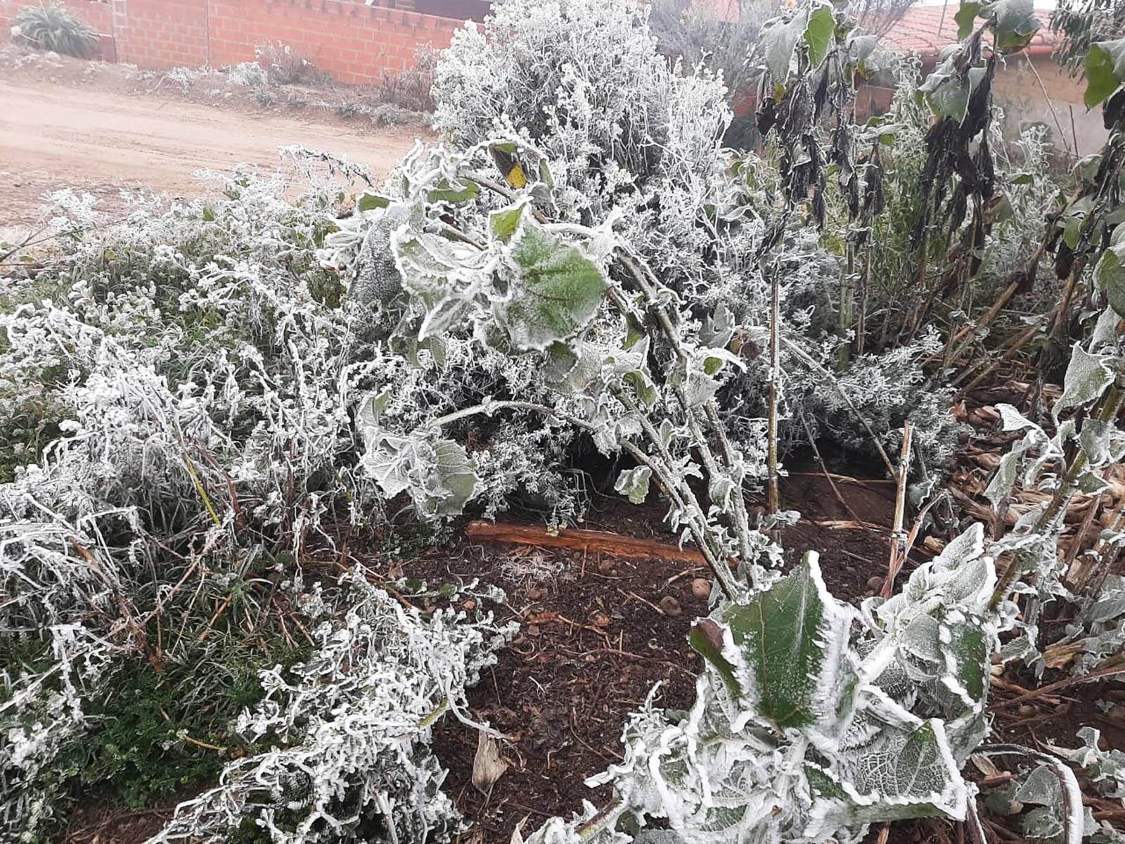 Heladas afectan 145.000 hectáreas y 770.000 cabezas de ganado