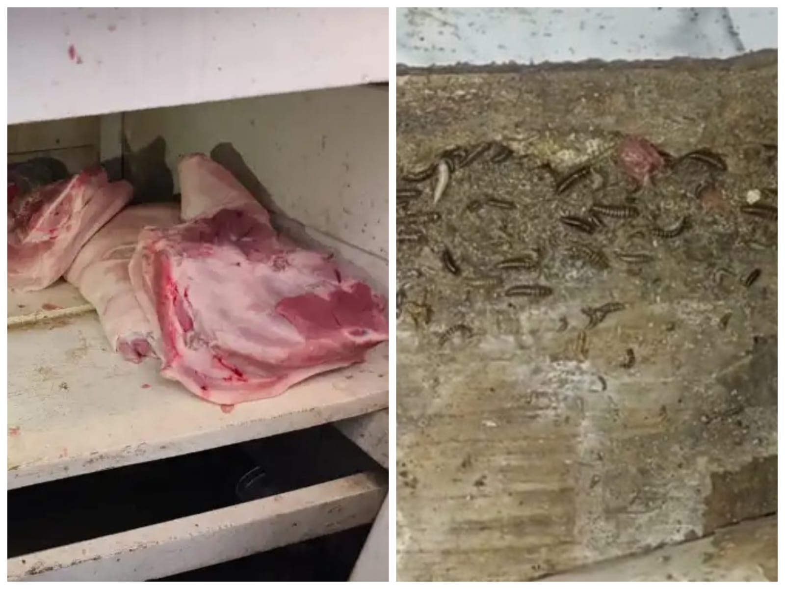 Hallan larvas, cucarachas y heces de ratón entre productos cárnicos.