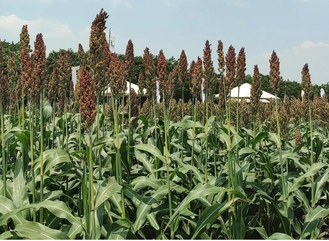 Anapo reporta avance del 50% en la siembra de invierno - La Razón