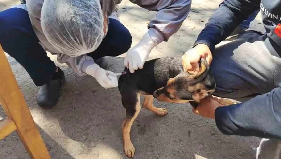 Suman 22 casos de rabia canina en Sucre en lo que va del año