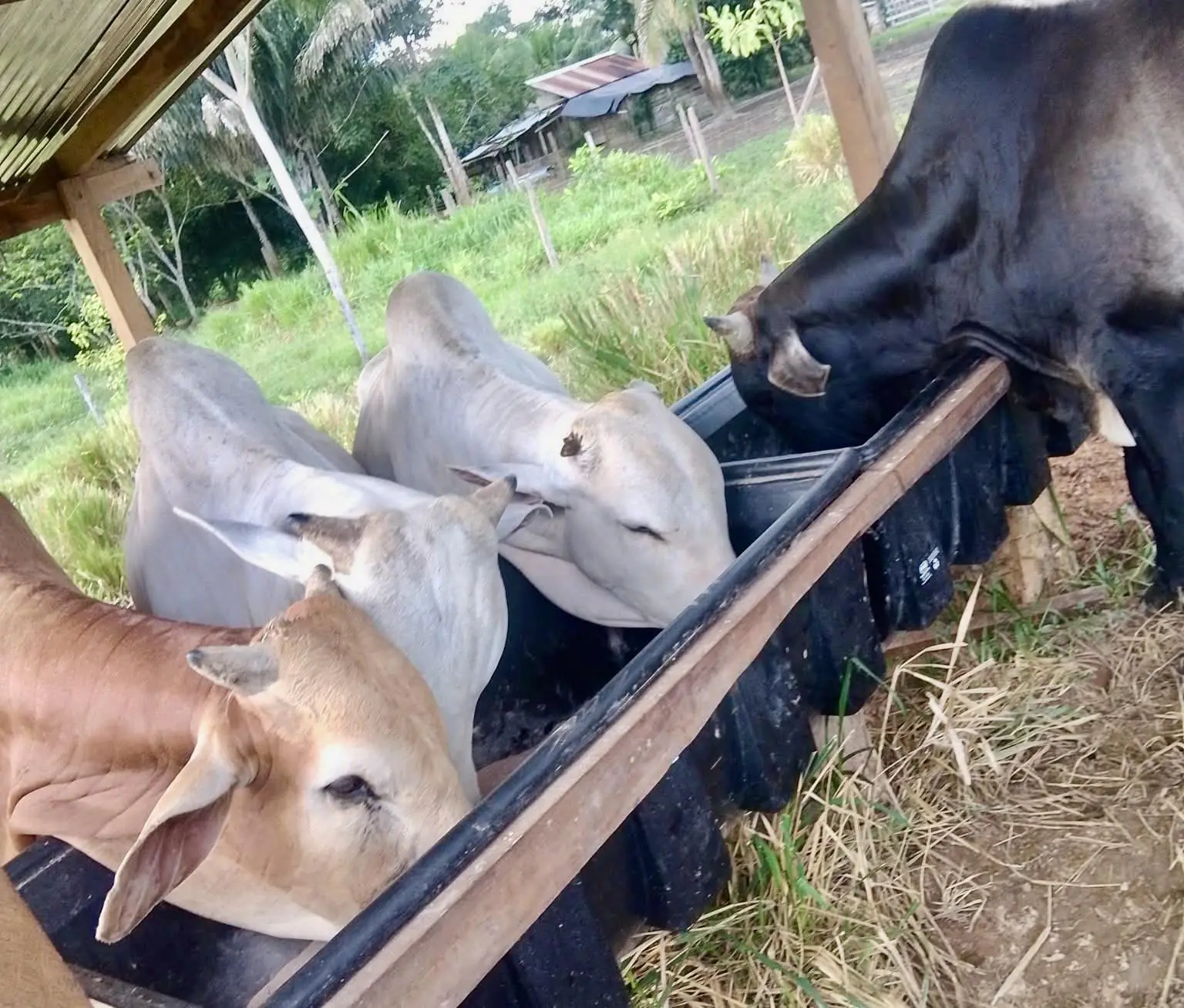Ganado sube unos 1,6 kg diarios con tecnología de engorde